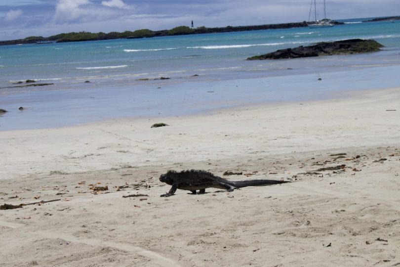 6 Best Beaches of the Galapagos Islands - My Trip To Ecuador