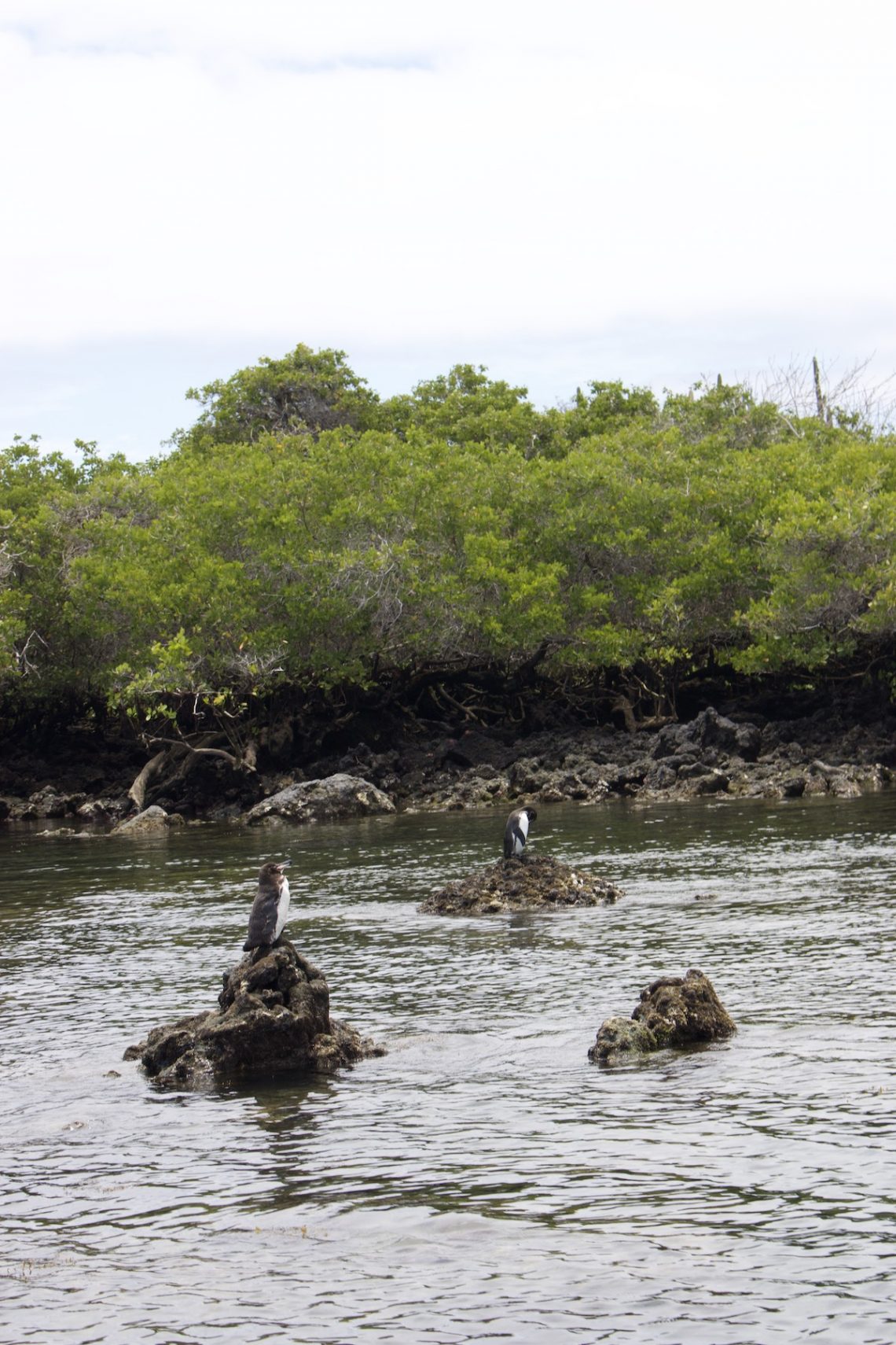 Aves de las Islas Galápagos: 10 especies que debes ver - My Trip To Ecuador