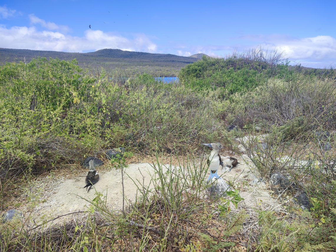 Lobos Island Tour in Galapagos - My Trip To Ecuador