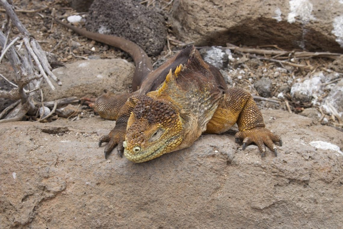 5 Must See Reptiles of the Galapagos Islands - My Trip To Ecuador
