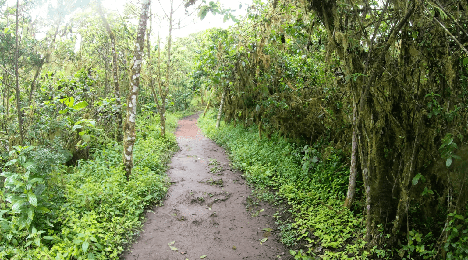 Forests in Ecuador: A Guide to Ecuador’s Four Ecosystems - My Trip To ...