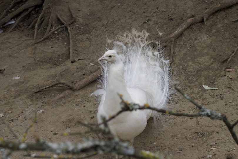 Visitng the Wildlife at Amaru Zoológico Bioparque, Cuenca Ecuador - My ...