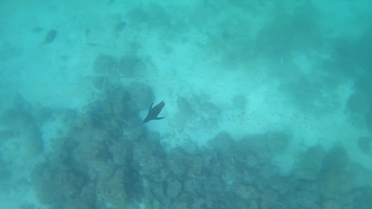 Birds of Galapagos Islands: 10 Must-See Species - My Trip To Ecuador