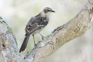 Birds of Galapagos Islands: 10 Must-See Species - My Trip To Ecuador